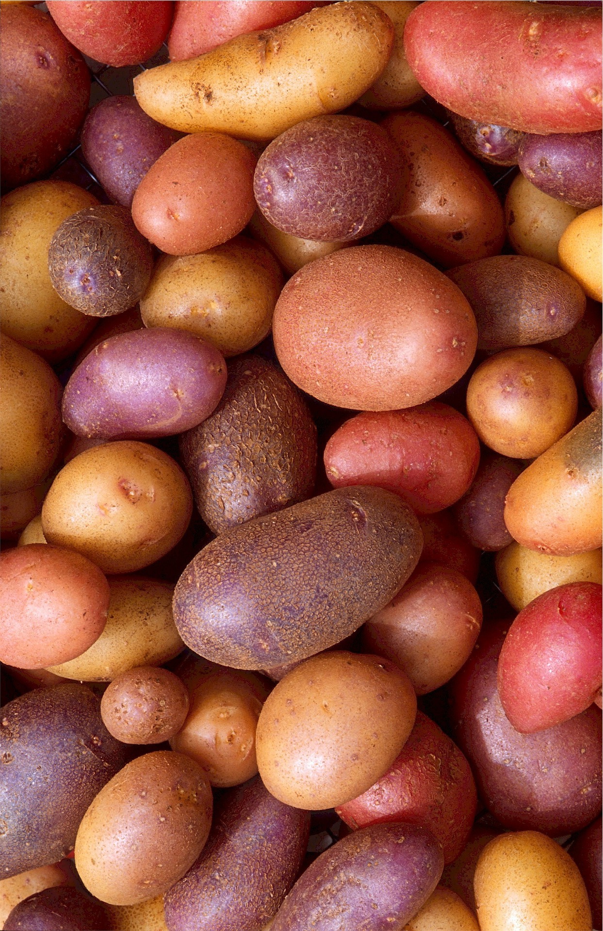 Patate: proprietà, caratteristiche e curiosità